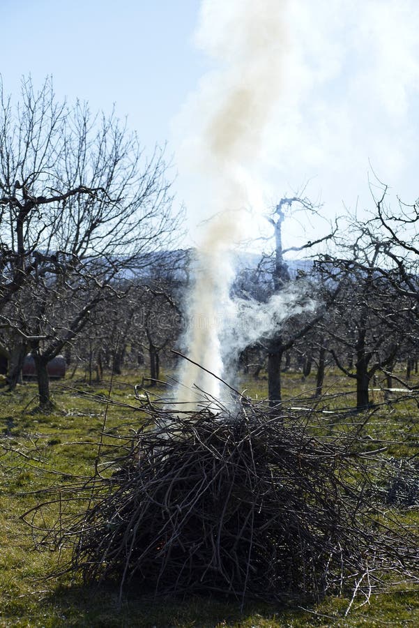 Burning Pruned Apple Branch Stock Image - Image of horticulture, growth ...