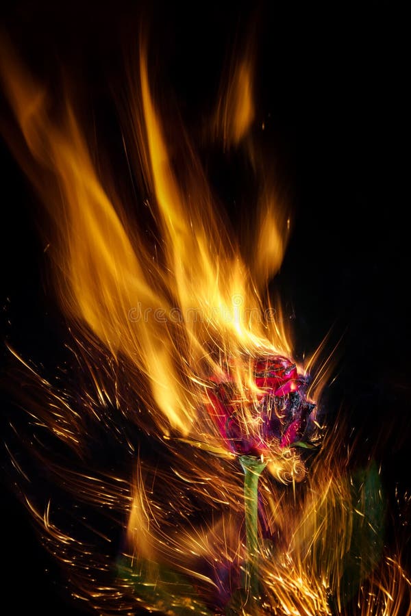 White Rose on Fire but Not Burning Out with Black Background Stock ...