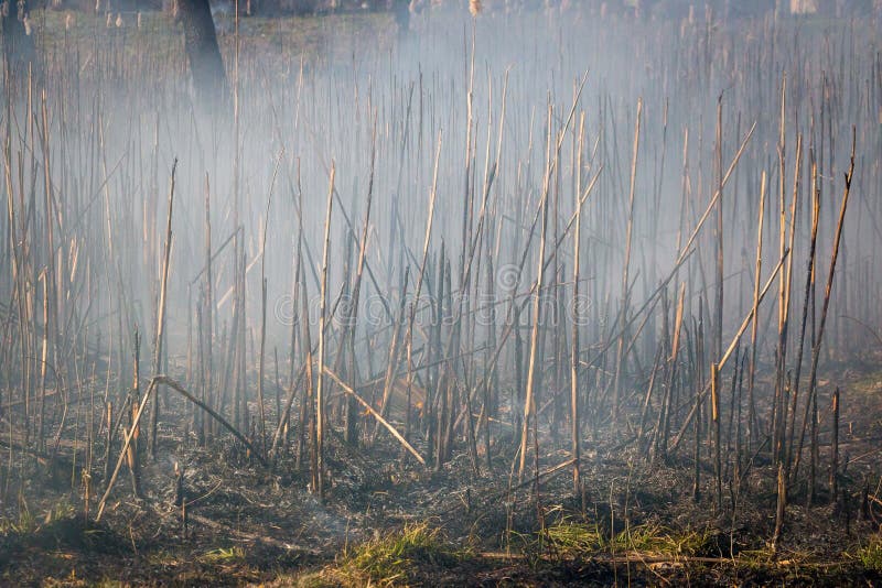 Burning reed field stock photo. Image of drought, tongue - 177905708