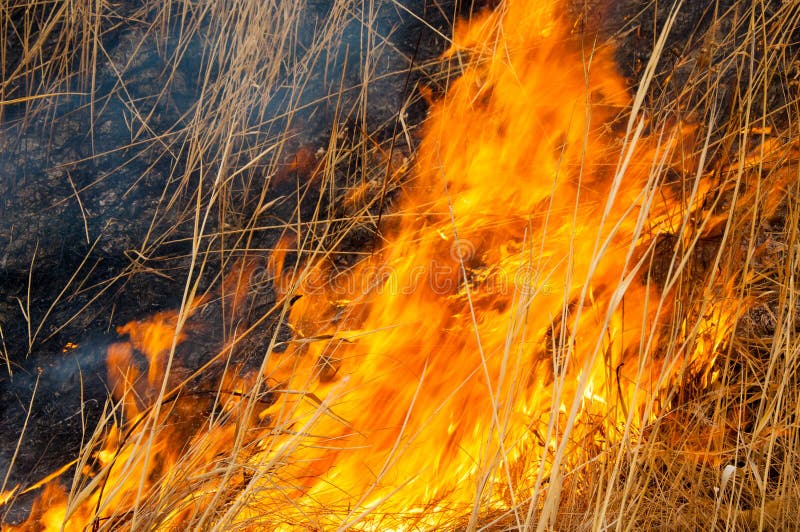 Burning reeds. fire stock photo. Image of fire, glowing - 122183772