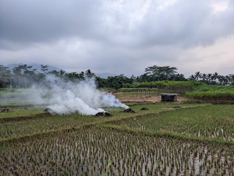 Burning of Rice Plants after Harvesting Stock Photo - Image of burning ...