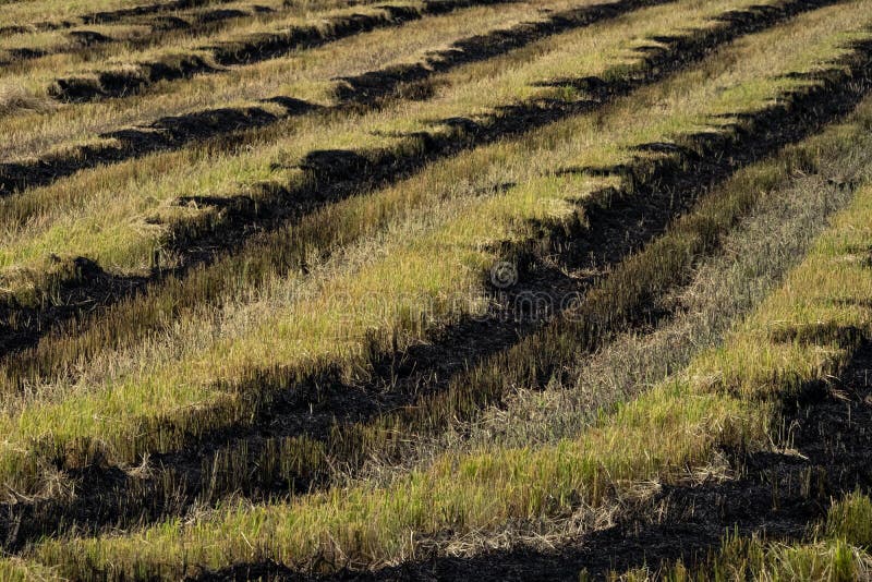 Burning Rice Stubble in the Rice Fields after Harvesting Stock Image ...