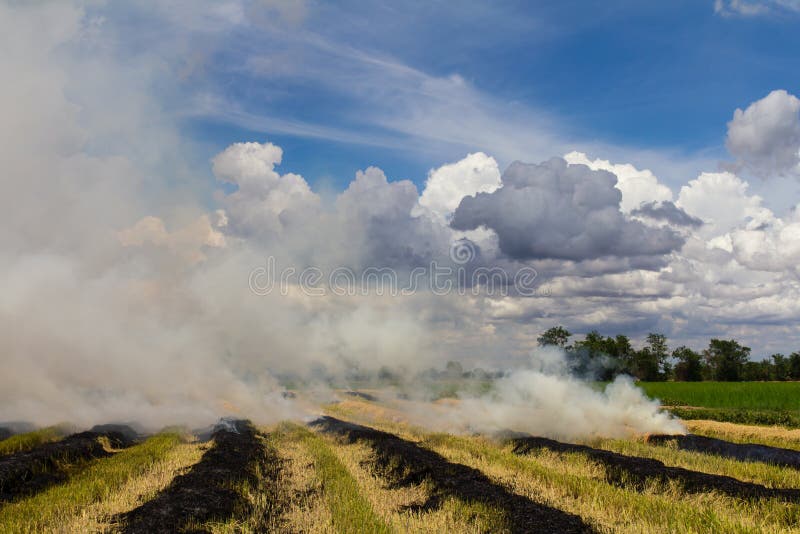 Burning rice stubble stock photo. Image of fall, asia - 41397828