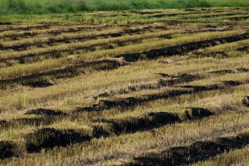Burning Rice Stubble in the Rice Fields after Harvesting Stock Photo ...
