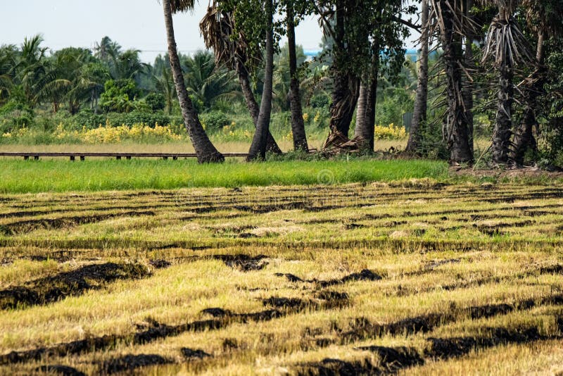 Burning Rice Stubble in the Rice Fields after Harvesting Stock Image ...