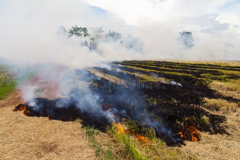 Burning rice stubble stock photo. Image of farmland, agriculture - 41398562