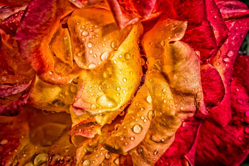 Burning rose stock photo. Image of burning, drops, intense - 42275198