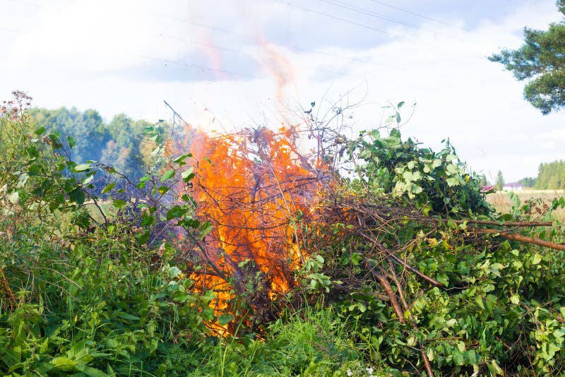 Burning Sick Bushes. Big Fire. Smoke from the Fire Stock Photo - Image ...