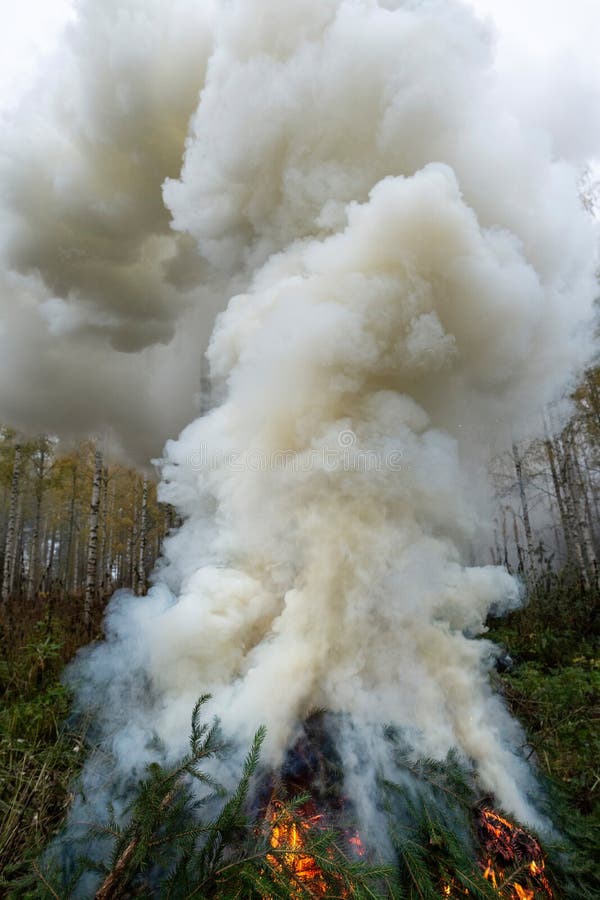 Burning Spruce Branches, Thick Smoke Rising into the Sky Stock Image ...