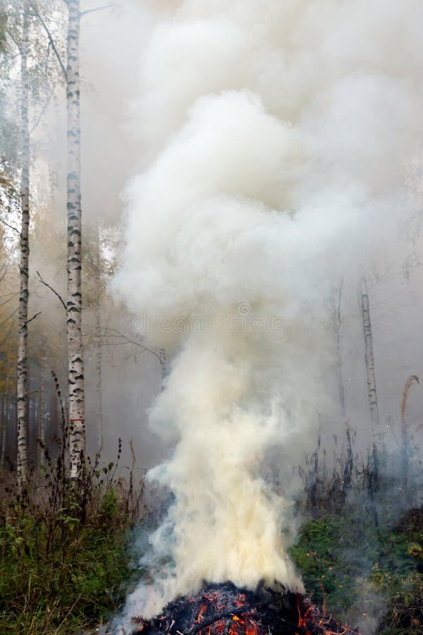 Burning Spruce Branches, Thick Smoke Rising into the Sky Stock Photo ...