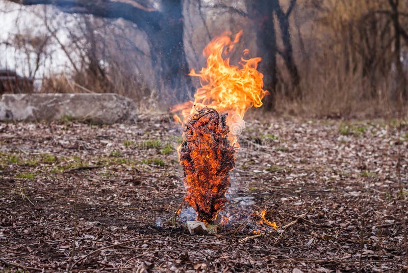 Burning spruce tree stock photo. Image of danger, christmas - 67923810