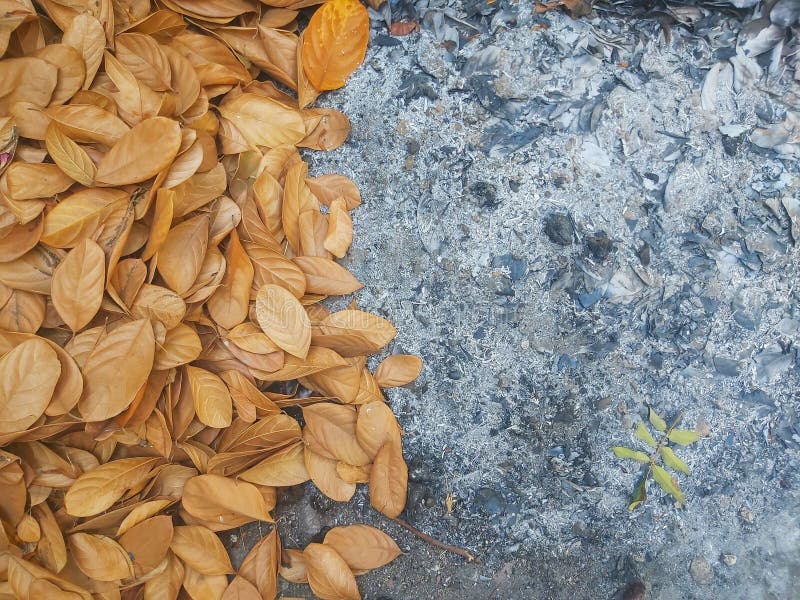 Before and after Burning, Stack Dry Leaves and Ashes Stock Image ...