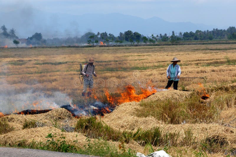 Burning straw stock photo. Image of outdoor, season, countryside - 1809434