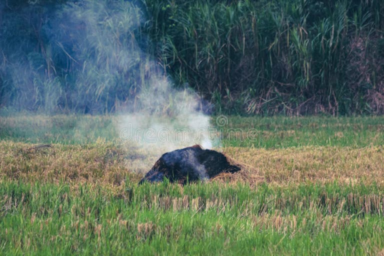 Burning straw stock image. Image of dirt, warming, crisis - 384625085