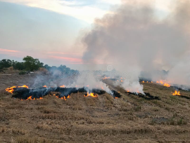 Burning of Straw on the Field Stock Image - Image of harvest, meadow ...