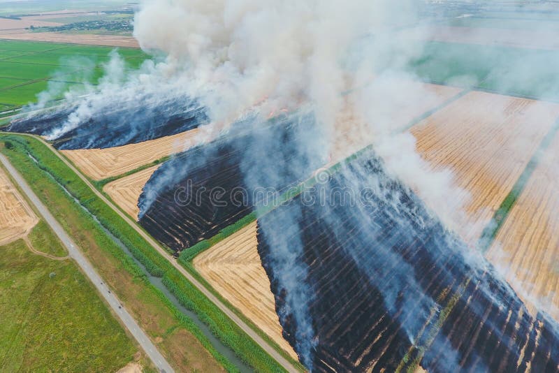 Burning Straw in the Fields of Wheat after Harvesting Stock Photo ...