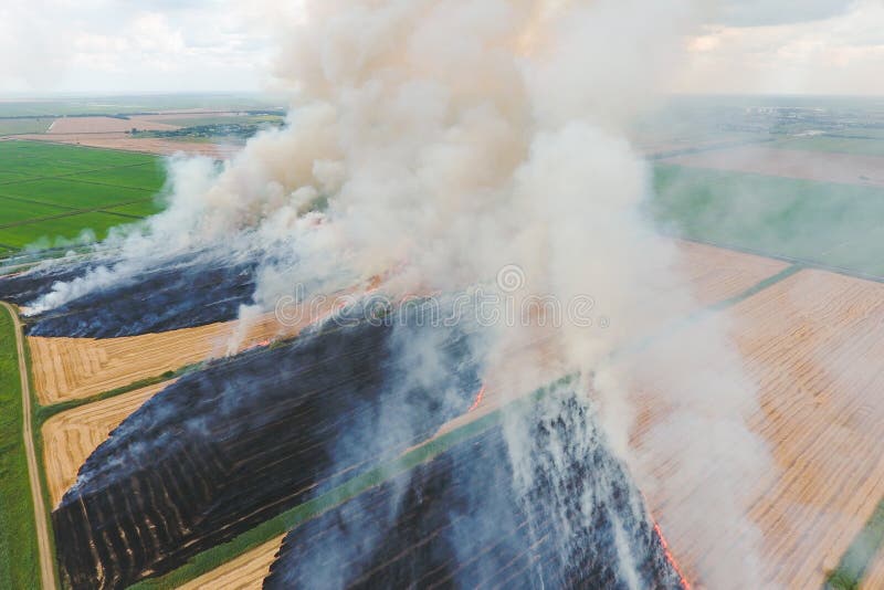 Burning Straw in the Fields of Wheat after Harvesting Stock Photo ...