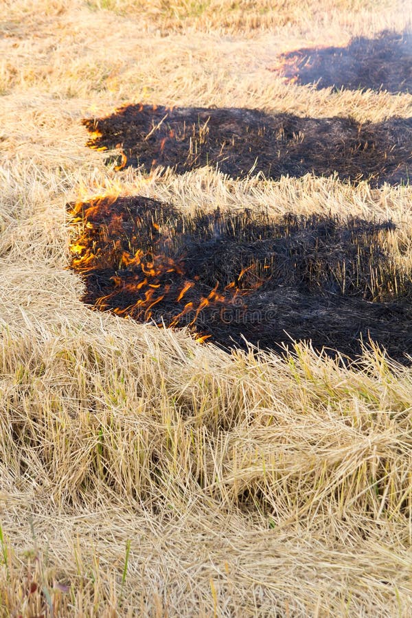 18,647 Rice Straw Stock Photos - Free & Royalty-Free Stock Photos from ...