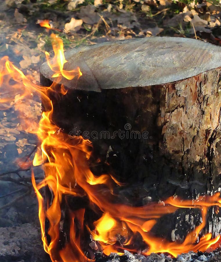 Burning stump stock photo. Image of cool, fall, stretch - 256127254