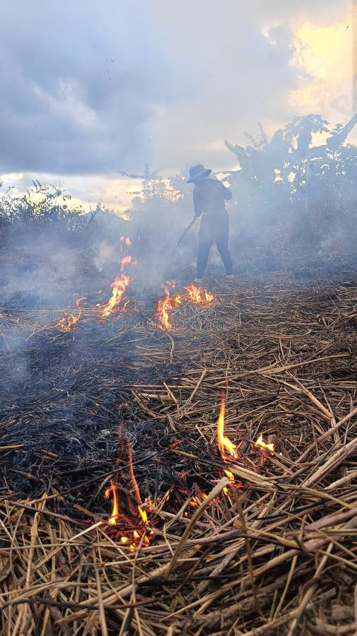 Burning To Clean the Paddy Field Stock Photo - Image of burning, field ...