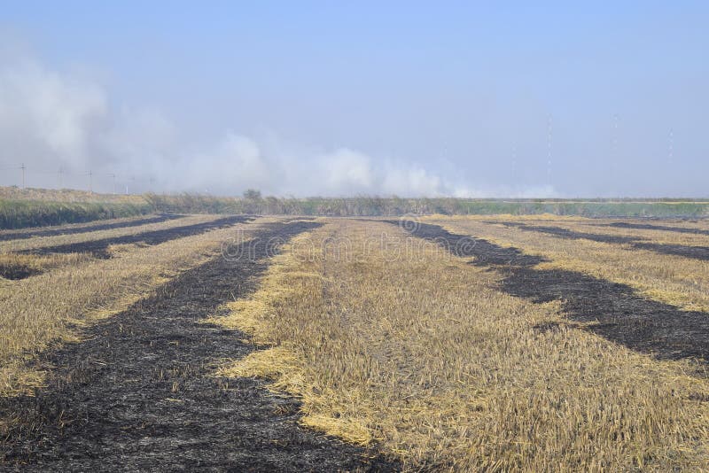 Burning Track in Paddy Field Stock Photo - Image of environment, burn ...