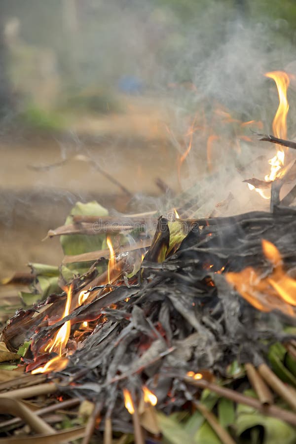 Burning Trash Leaves and Tree Branches in the Garden, Natural ...