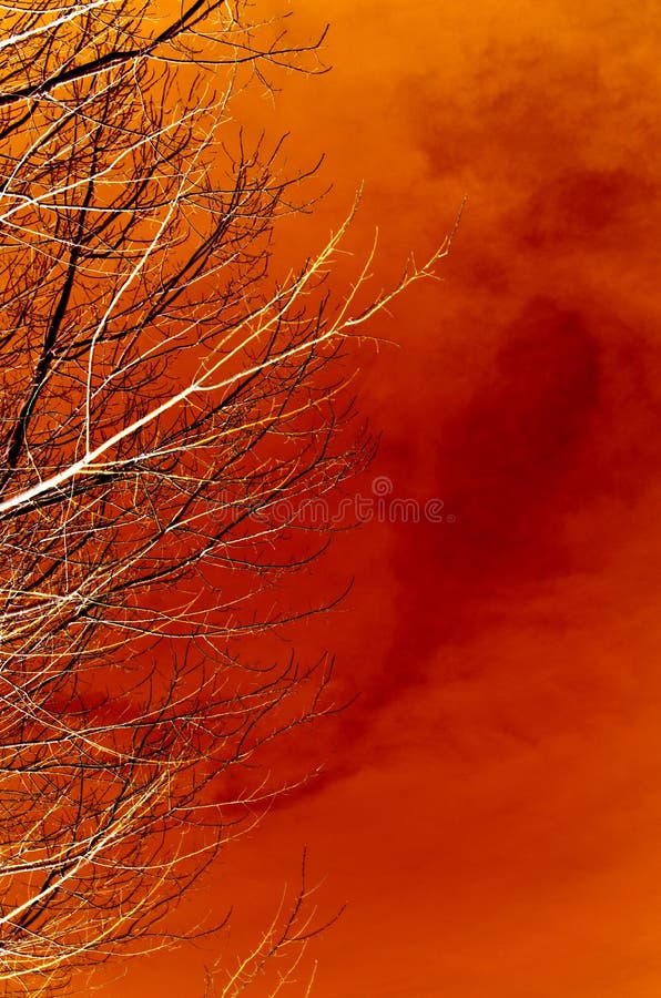 Burning Tree stock image. Image of fiery, branches, destruction - 66749849
