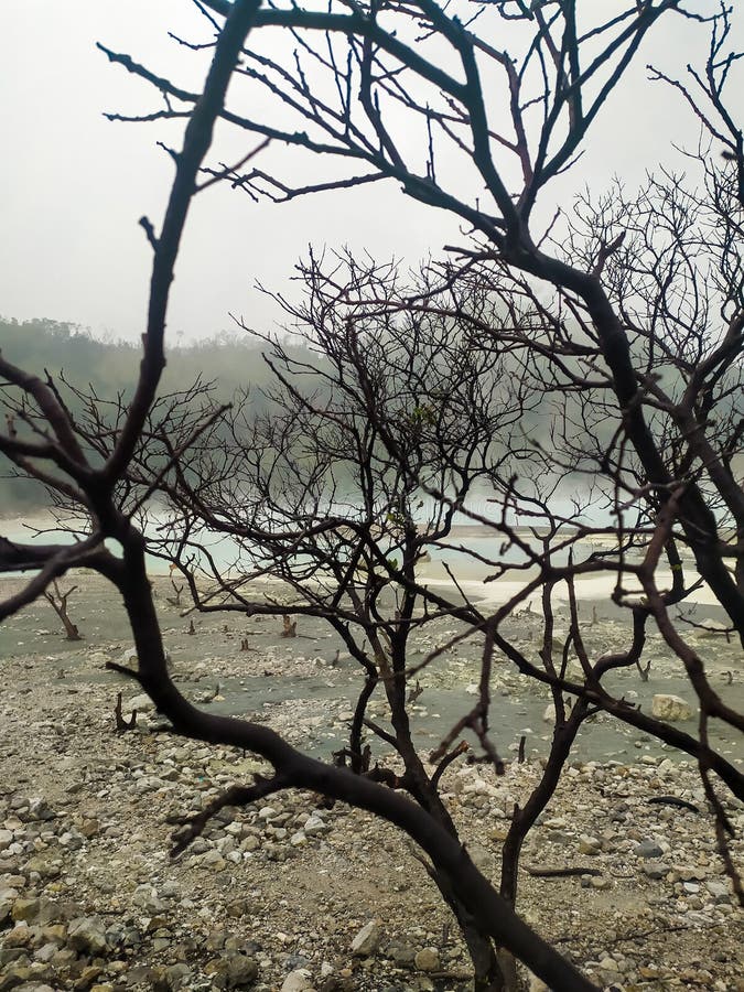 Burning Tree Branch in the Lake Stock Photo - Image of burning, branch ...