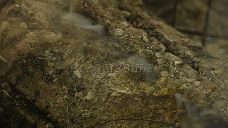 Burning Tree Leaves and Branches in the Garden Stock Footage - Video of ...