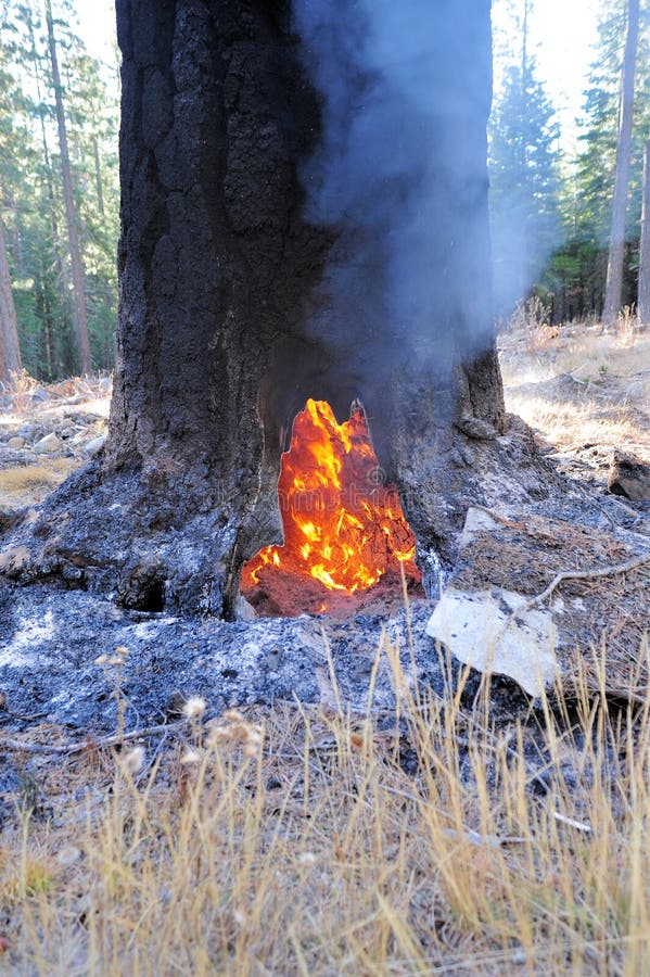 Burning Tree in the Forest stock photo. Image of heat - 7280724