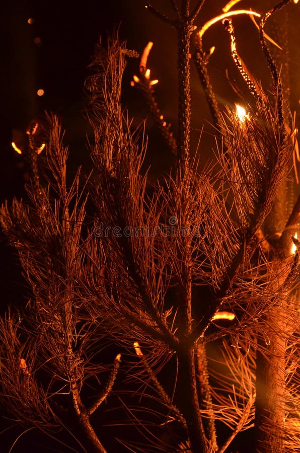 Burning Tree. Forest Fire. Tree, Burns Stock Photo - Image of conifers ...