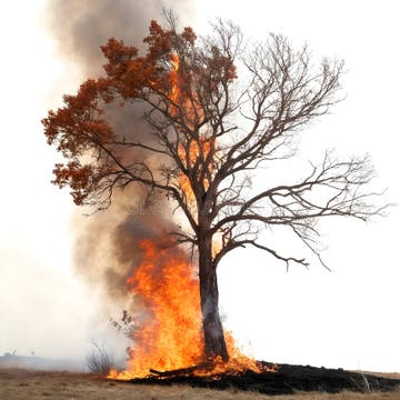 Burning Tree Stock Illustrations – 33,400 Burning Tree Stock ...