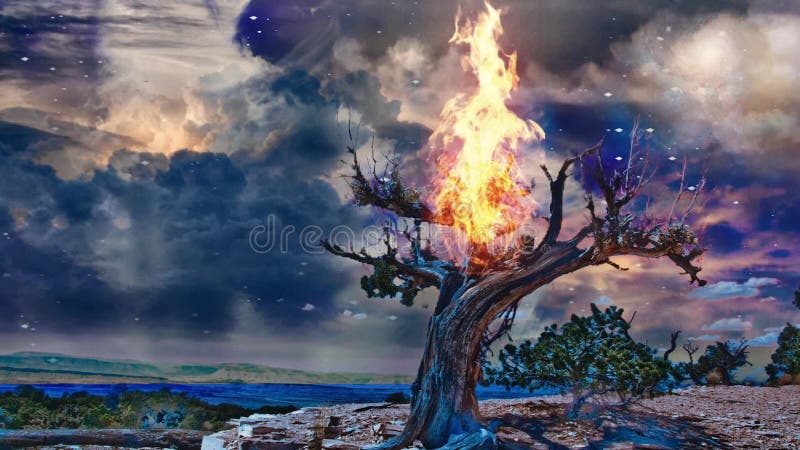 Burning Old Tree in Arid Rocky Land Stock Footage - Video of scenery ...