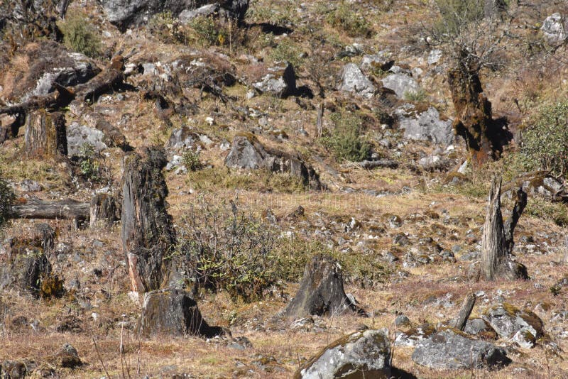 Burning Tree Stumps of a Fire Burned Forest with Trees Cut Down after a ...
