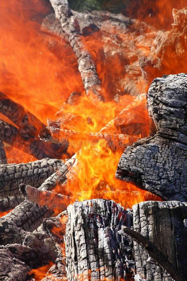 Burning trees stock image. Image of beautiful, coals, fiery - 7748233