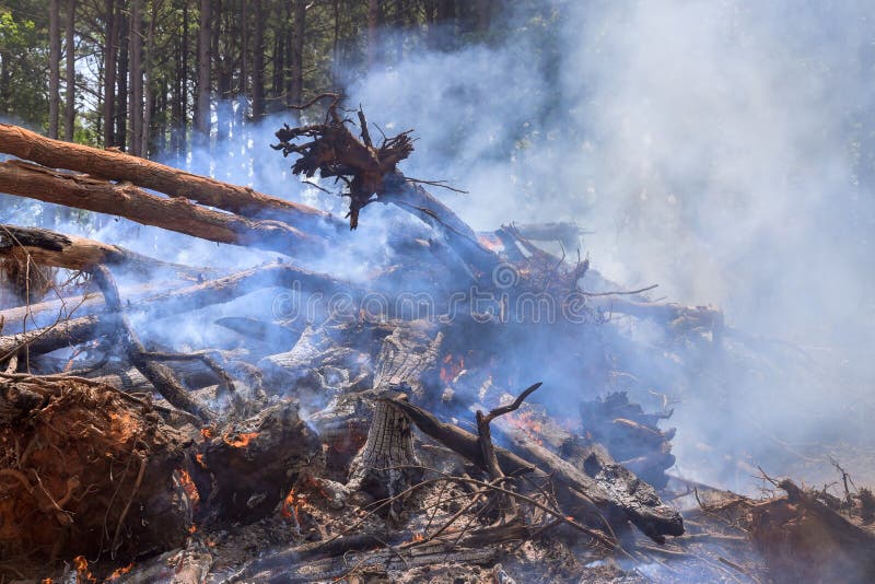 Burning Uprooted Trees during Land Preparation for Construction of a ...