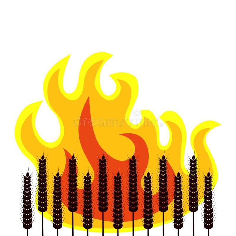 Burning Wheat. Fire in the Wheat Field Stock Vector - Illustration of ...