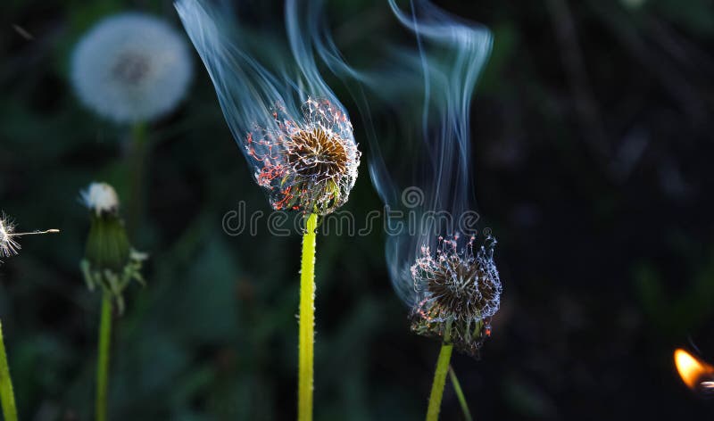 A Burning White Dandelion in the Fire and in the Smoke that is Ignited ...