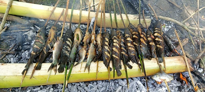 Burning Wild Catfish Stock Photos - Free & Royalty-Free Stock Photos ...