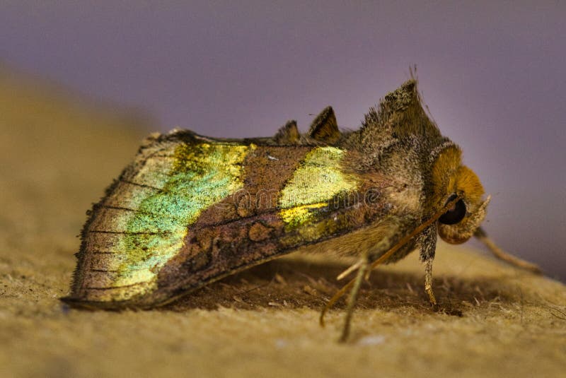 The Burnished Brass, Diachrysia Chrysitis Stock Photo - Image of ...