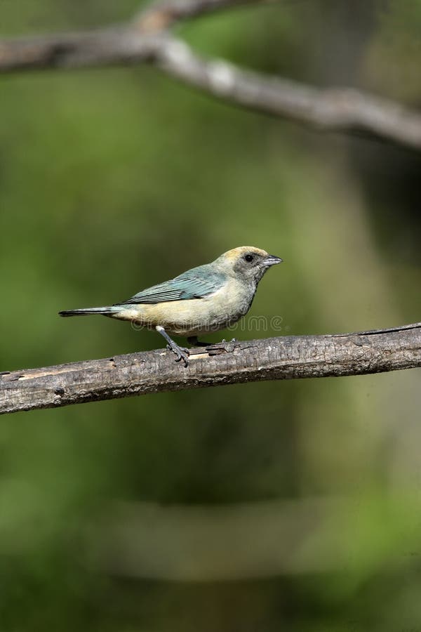 Burnished-buff Tanager, Tanagara Cayana Stock Photo - Image of wood ...