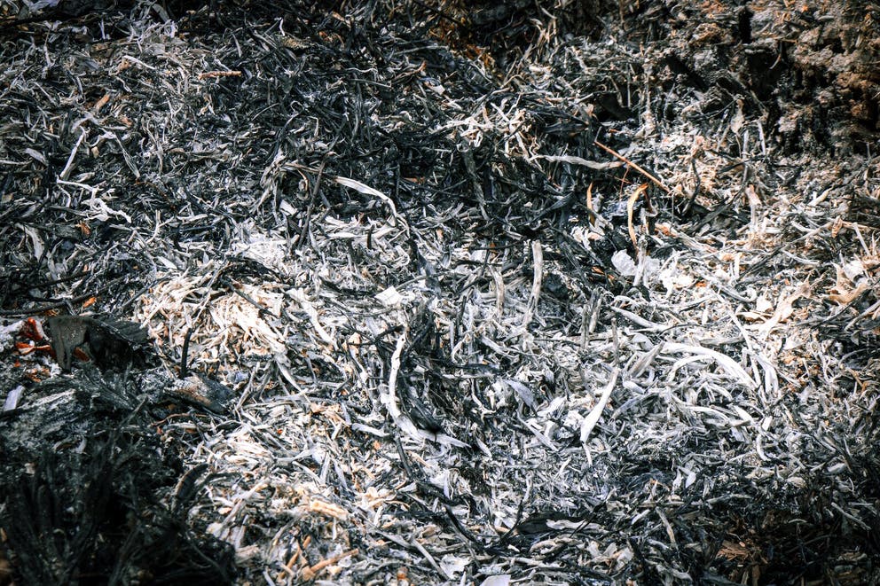 Ash stock photo. Image of branch, soil, garden, burnt - 289788460