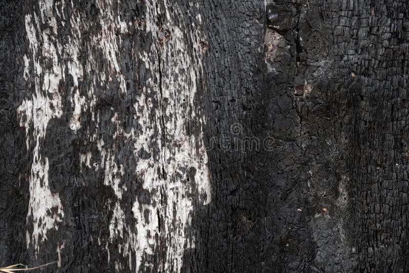 Background of burnt bark stock photo. Image of tree, abstract - 13591282