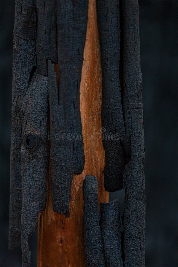 Burnt Bark is Shed by the Tree after Bush Fire Stock Photo - Image of ...