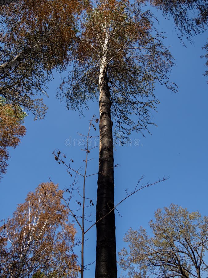 A Burnt Birch Tree from a Forest Fire Against a Blue Sky. Stock Image ...