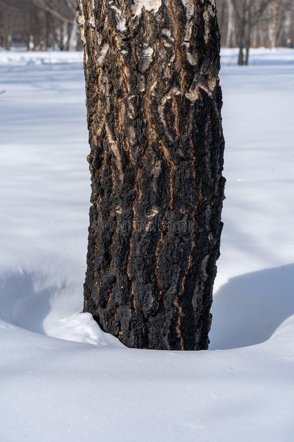 Birch on burnt ground stock image. Image of area, fall - 32614231