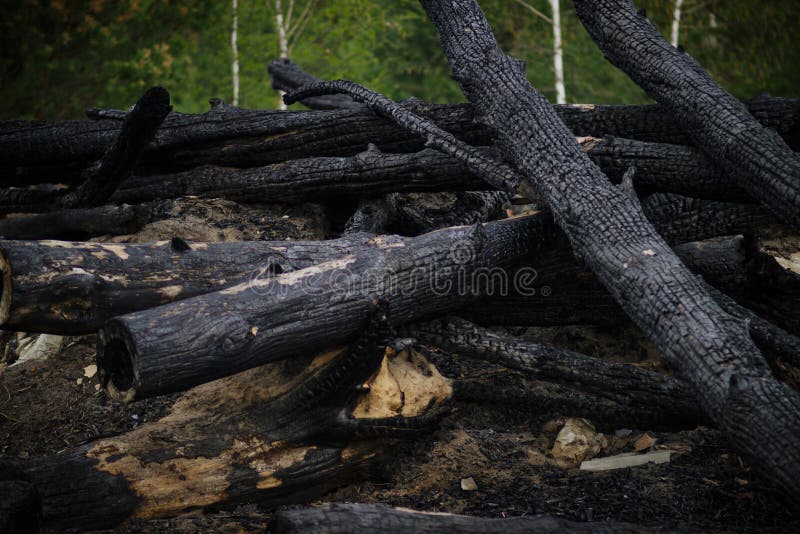 Burnt Black Forest after the Fire Stock Photo - Image of charcoal, tree ...