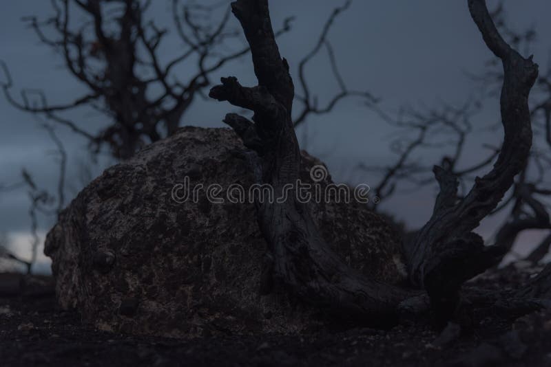 Burnt Black Tree Branch Near the Stone Stock Photo - Image of life ...
