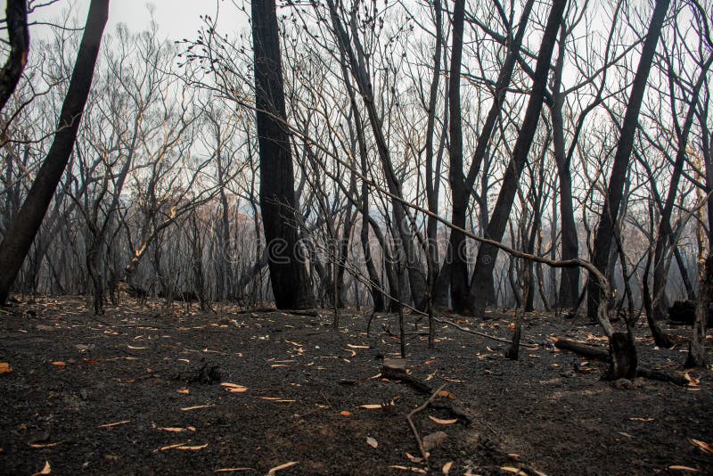 Trees Damaged and Uprooted after a Violent Storm. Trees Have Fallen in ...