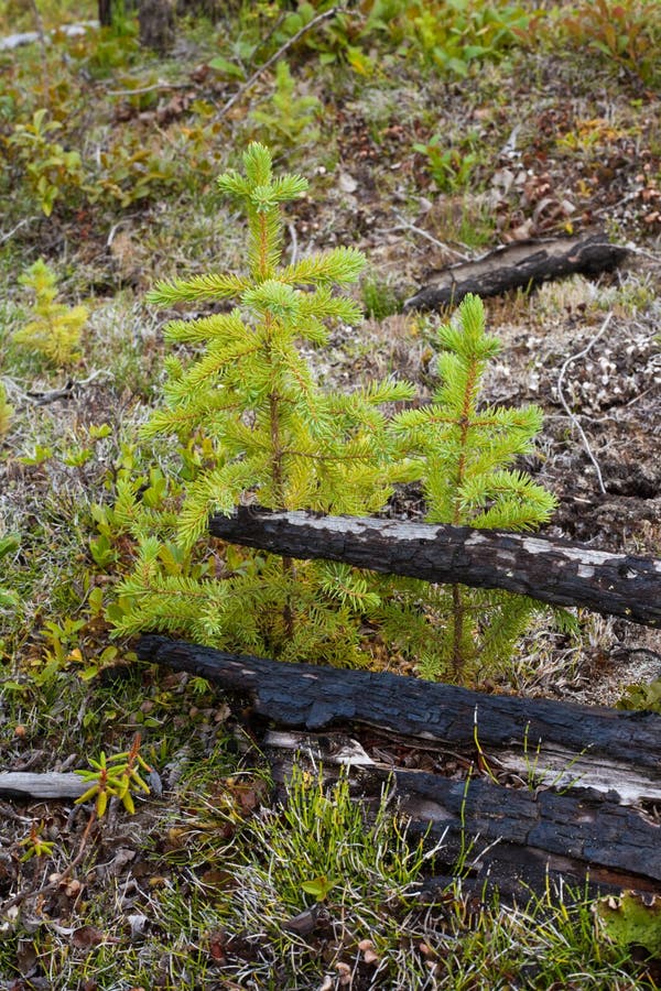 Burnt boreal forest stock image. Image of growing, outdoors - 16198065